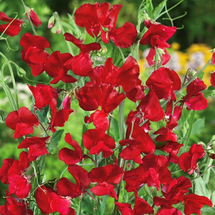 Pisello Odoroso Rosso - Rampicante vigoroso, fioritura intensa, per re ...