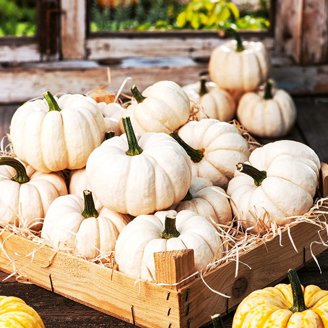 Zucca ornamentale Baby Boo - Frutti cremosi e in miniatura, rampicante ...
