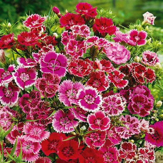 Garofano Cinese Miscuglio - Bellezza impareggiabile in colori diversi ...