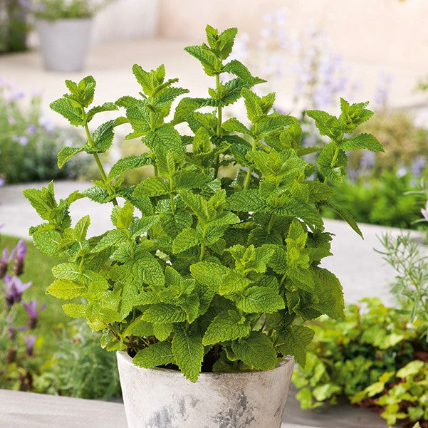 Menta verde - Sapore e aroma eccezionali, cresce bene in vaso - Mentha ...