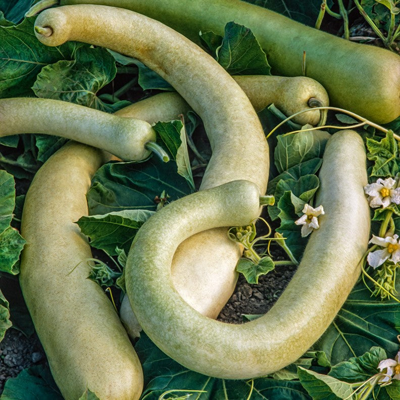Zucca Lagenaria Sicilian Snake - Frutti decorativi per le esposizioni ...