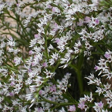 Limonium tataricum - Perenne e perfetto per bouquet secchi - Limonium ...