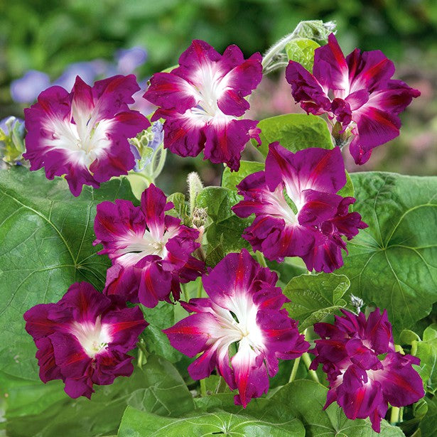 Ipomoea - Ruffled Red - Arricciato, rosso e a crescita rapida - Ipomoe ...