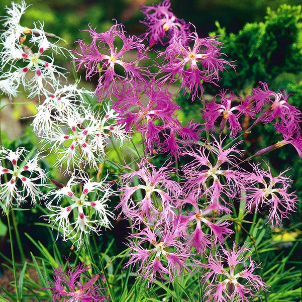 Garofano a pennacchio - Miscuglio - Colori vivaci - Dianthus superbus ...